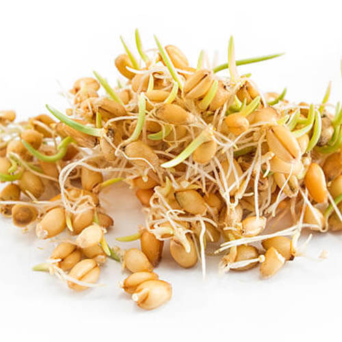 Genhu Extract – Hydrates & Brightens Skin | L’ÉLU Ingredient Spotlight